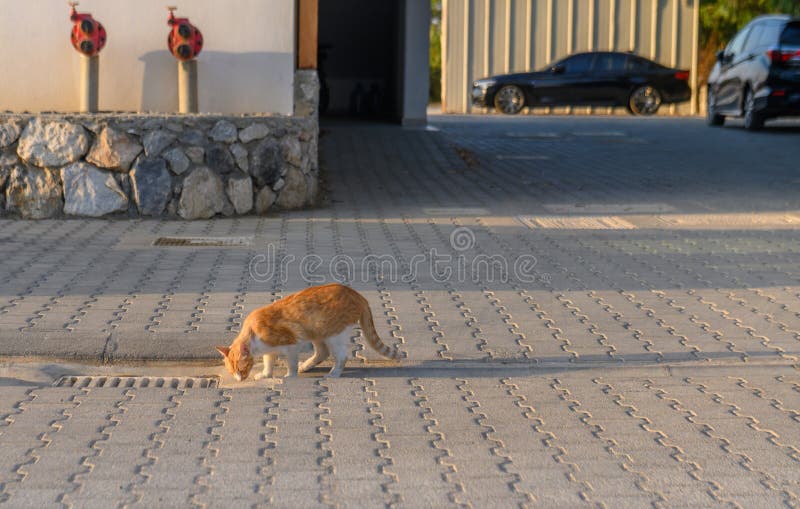 Red Cat Walks Down the Street 1 Stock Photo - Image of camera, mammal ...