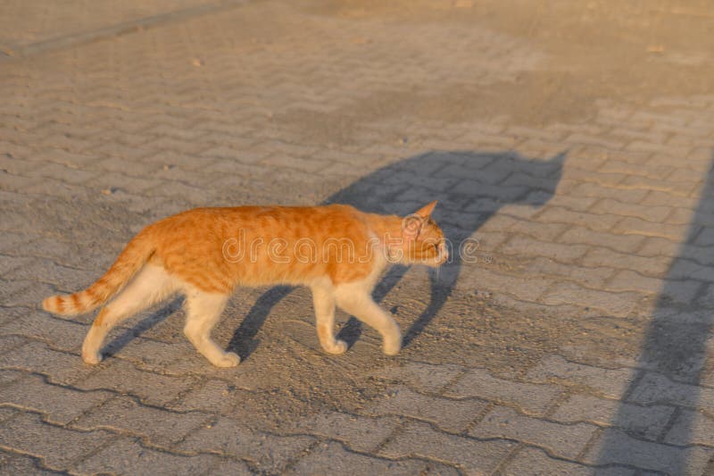 Red Cat Walks Down the Street 3 Stock Image - Image of tiger, journey ...