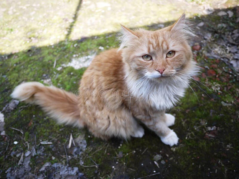 Red Cat Walks in Nature. Beautiful Animal Posing in the . Stock Photo ...