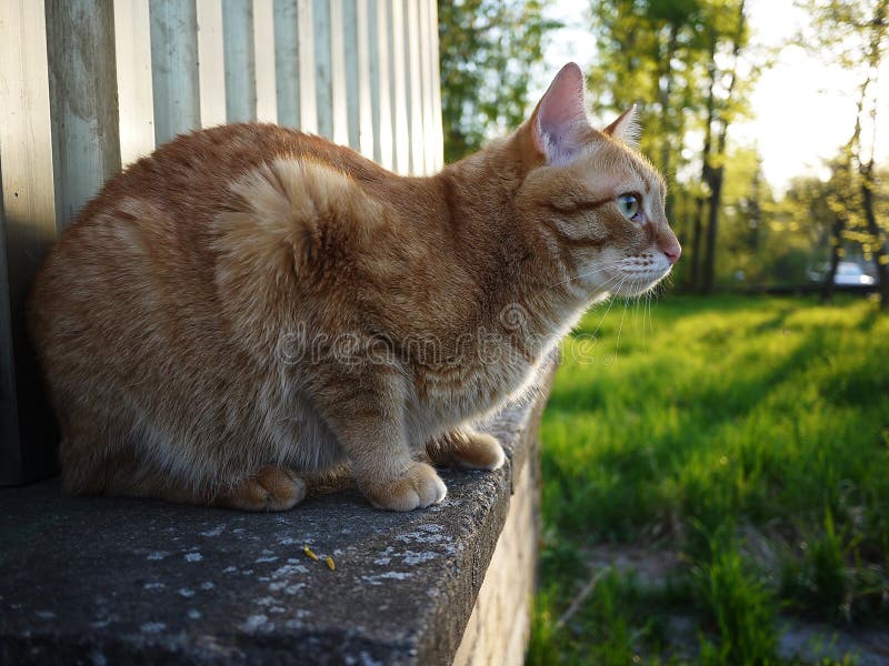 Red Cat Walks in Nature. Beautiful Animal Posing in the . Stock Image ...