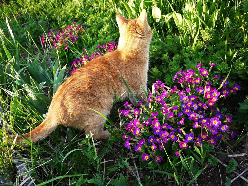 Red Cat Walks in Nature. Beautiful Animal Posing in the . Stock Image ...