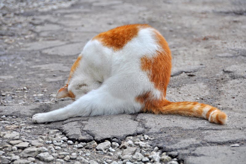 1,022 Cat Grooming Itself Stock Photos - Free & Royalty-Free Stock ...