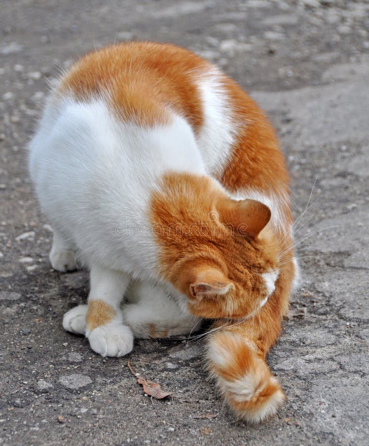 Red cat washing itself. stock image. Image of orange - 44005749