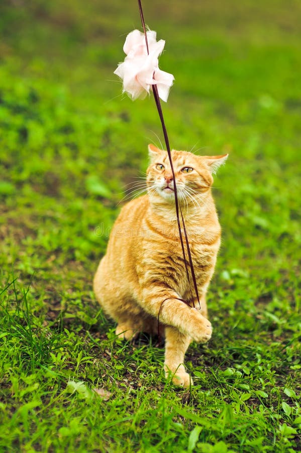 Red Cat at a Wedding with the Decor Stock Image - Image of hand, bride ...