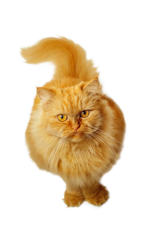 Cat Plead Stock Photos - Free & Royalty-Free Stock Photos from Dreamstime