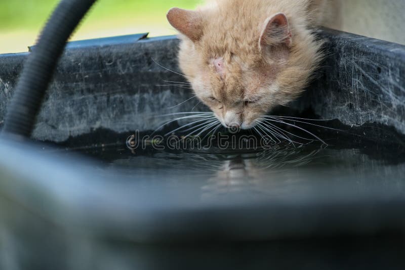 Summer Heat, Animals are Looking for Water. Stock Photo - Image of ...