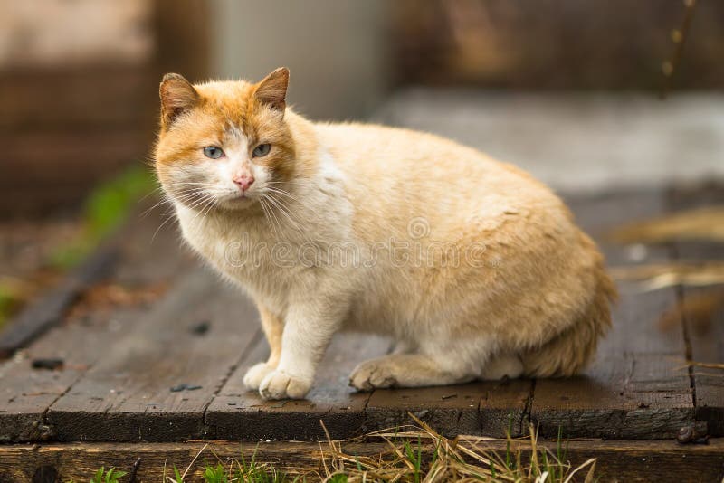 Red Cat in the Yard. Nature. Stock Photo - Image of fence, outdoor ...
