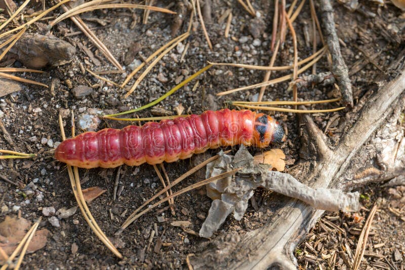 Big red caterpillar stock image. Image of summer, colorful - 166868621
