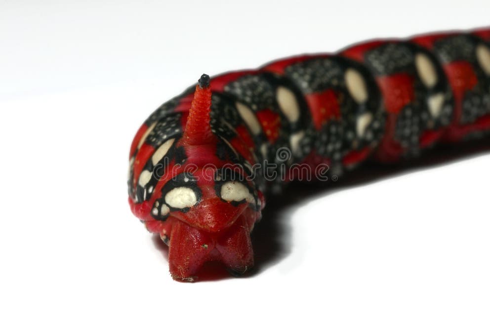 Red Caterpillar - Dragon Head Stock Image - Image of insect, quiet: 19833