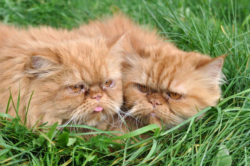 Red cats stock image. Image of grass, friendly, summer - 26234547