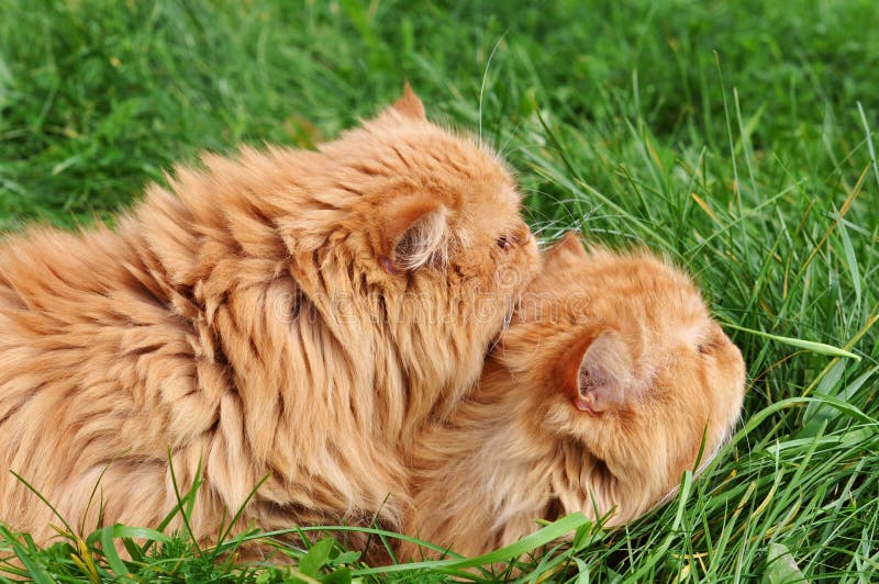 Red cats stock photo. Image of fluffy, identical, green - 26234654