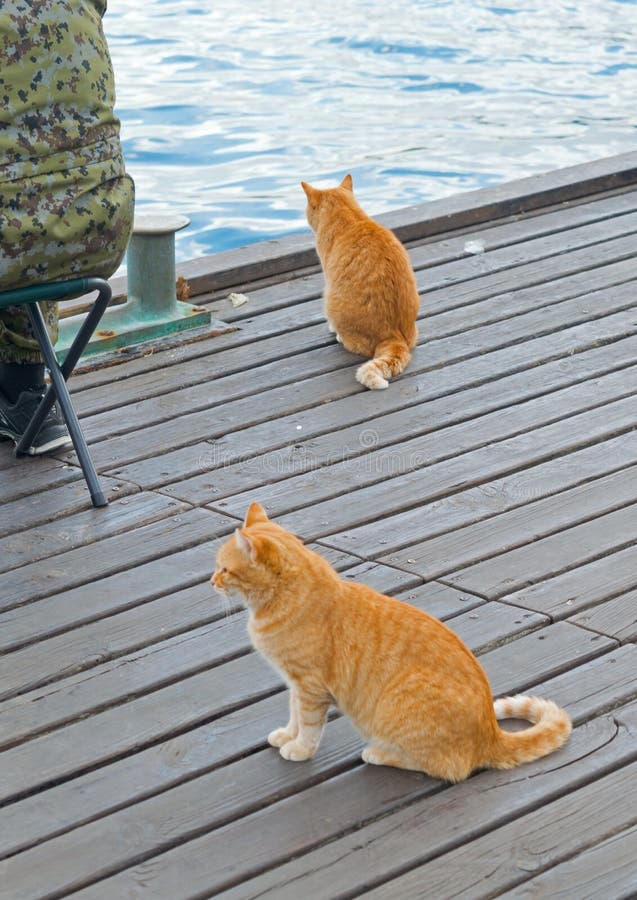Red cats near the sea stock photo. Image of roach, bank - 80875730