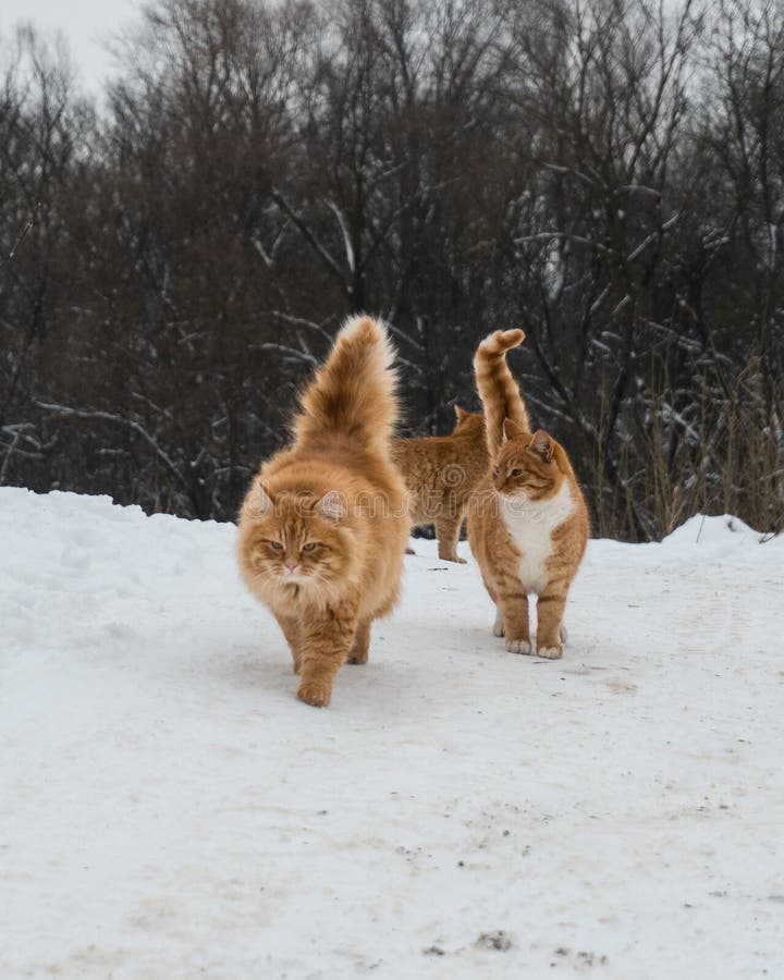 Two Cats in the Snow stock image. Image of cats, blue - 130298539