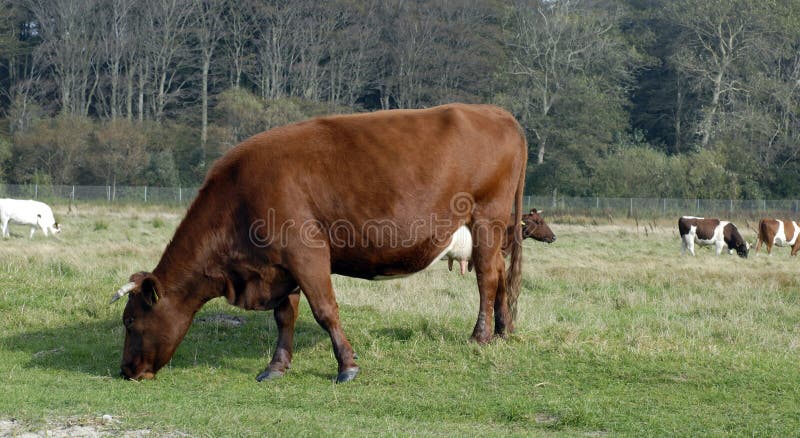 Red Cattle stock image. Image of farm, animal, horizontal - 16526017