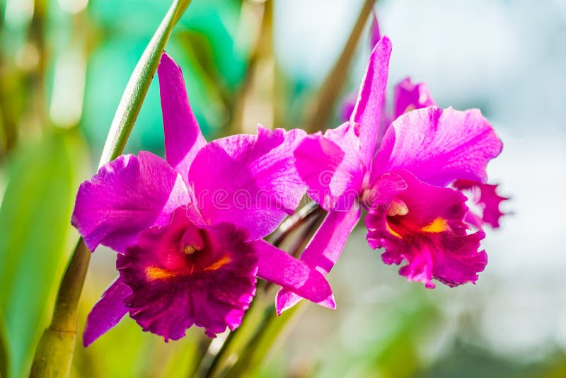 Red cattleya orchid stock photo. Image of cattleya, isolated - 82859494