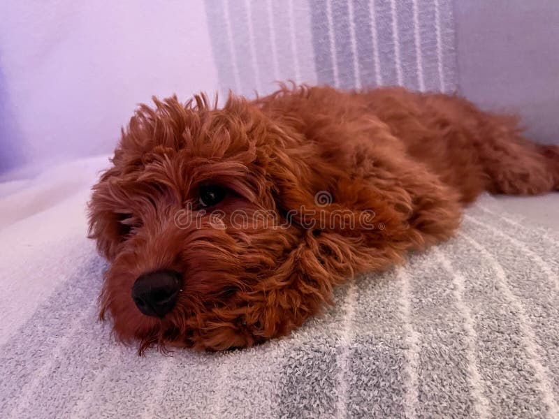 A Red Cavapoo Puppy Laying on a Couch Stock Image - Image of doodle ...