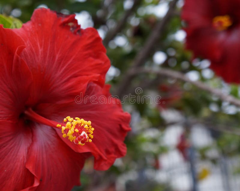 Red Cayenne stock photo. Image of yellow, cayenne, garden - 97070048