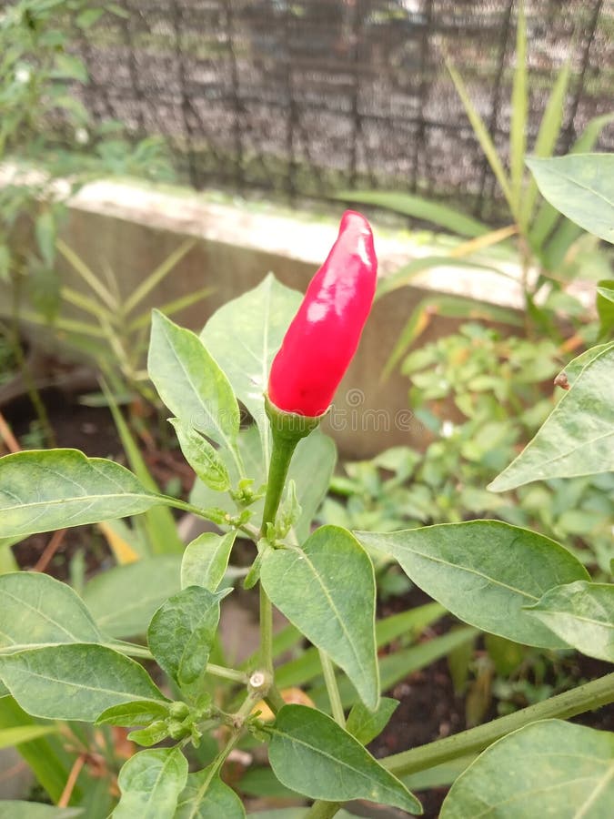 Red cayenne pepper stock image. Image of food, health - 278356397