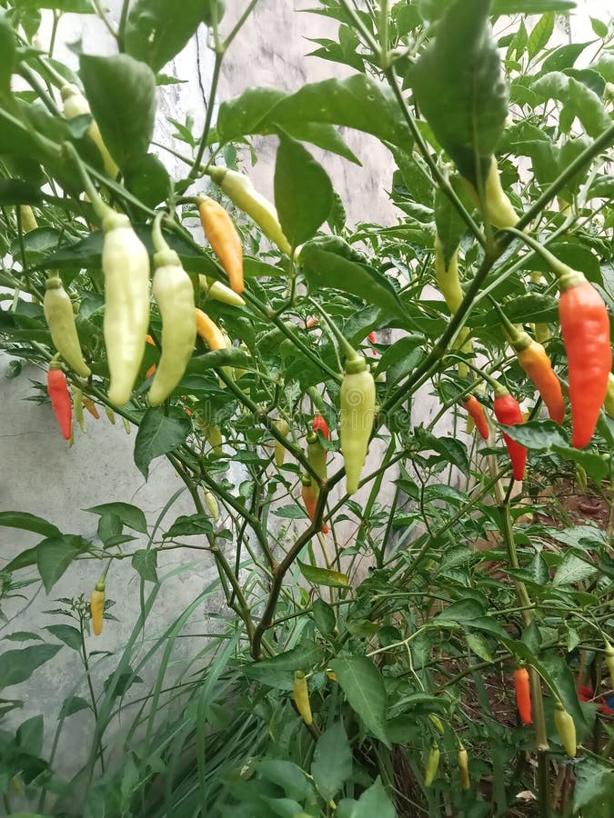 Red Cayenne Pepper Tree, or What is Called Devil& X27;s Cayenne Pepper ...