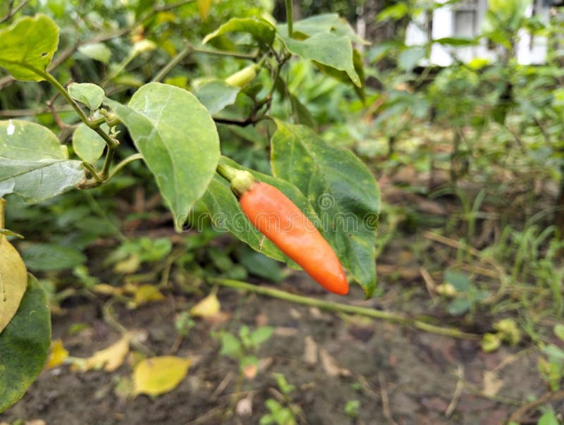 Red Cayenne Pepper,which Has a Very Spicy Taste Stock Photo - Image of ...