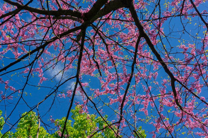 Red Cedar in Bloom in a Park Against a Blue Sky Stock Image - Image of ...