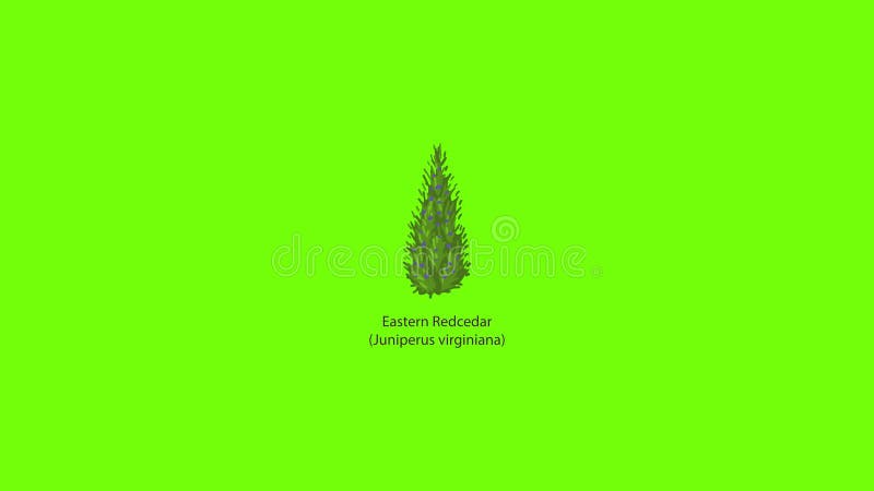 Cedar Plant Leaf Glyph Icon Animation Stock Video - Video of linden ...
