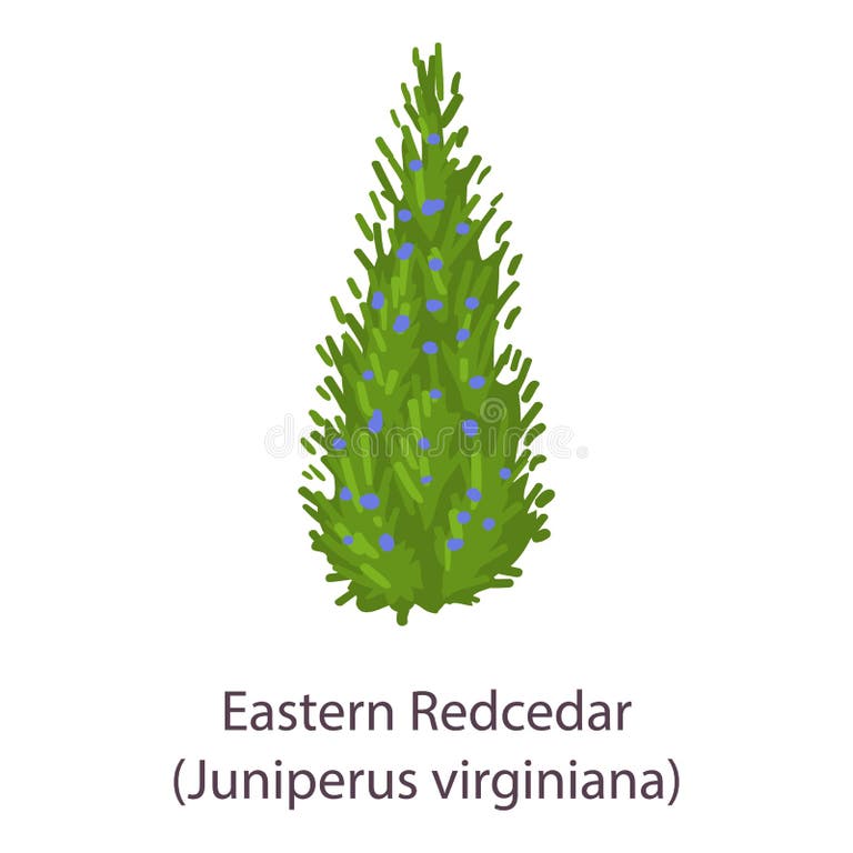 Red cedar icon, flat style stock vector. Illustration of taiga - 114988588