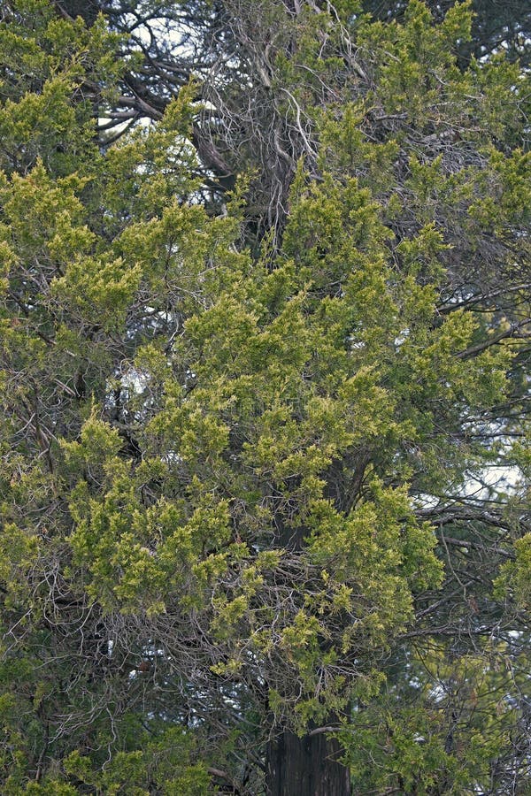 Red cedar stock image. Image of virginian, juniperus - 105086855