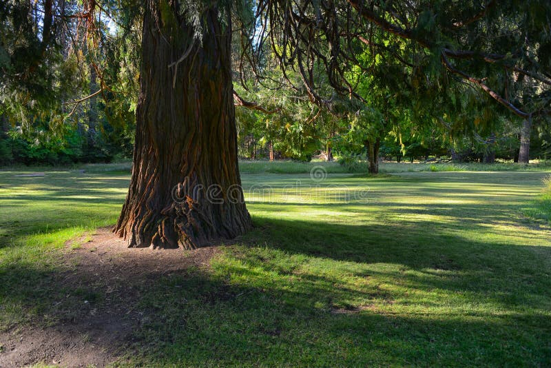 Cedar tree forest stock photo. Image of nature, grunge - 18827654