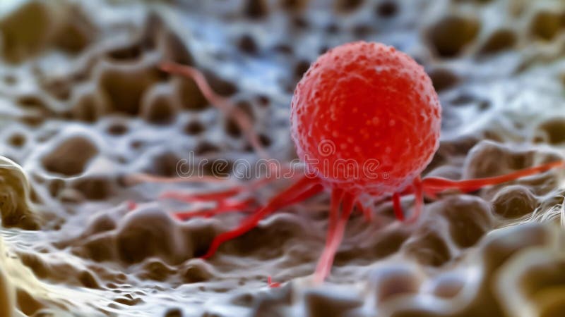 A Red Cell Engulfed by a White Cell with the White Cells Membrane ...