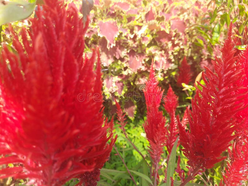 Red Celosia Argentea, Commonly Known As the Plumed Cockscomb or Silver ...