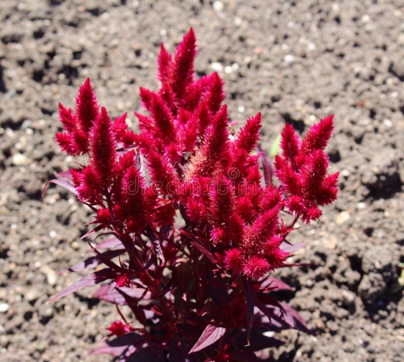 Spiked Cockscomb stock photo. Image of greenery, spikes - 60740412