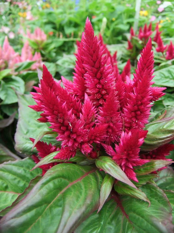 Celosia Stock Photos - Download 3,495 Royalty Free Photos