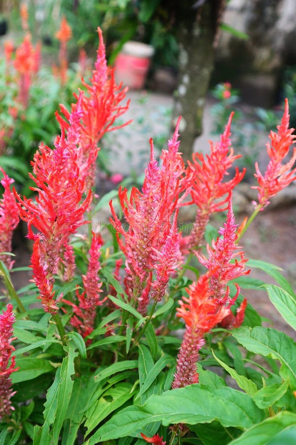 Red Celosia Flower, Chinese Wool Flower Stock Image - Image of bloomed ...