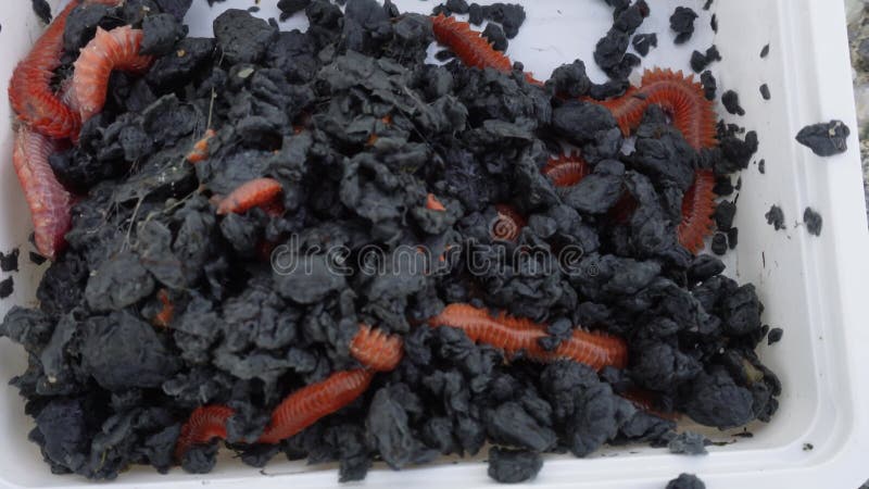 Red centipede, fish bait. stock footage. Video of worm - 300698870