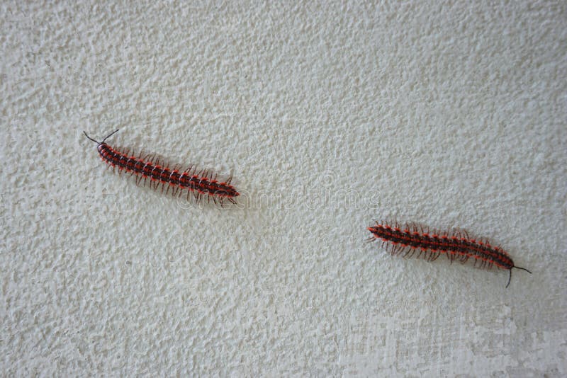 Red Centipedes insect stock photo. Image of creature - 101531154
