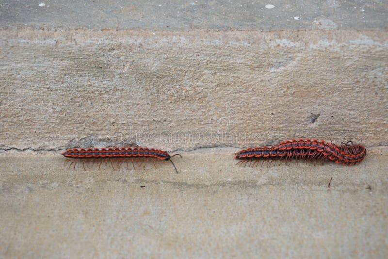 Red Centipedes insect stock photo. Image of research - 103370228