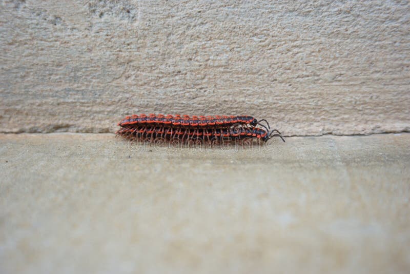 Red centipedes insect stock image. Image of insect, tropical - 103829803