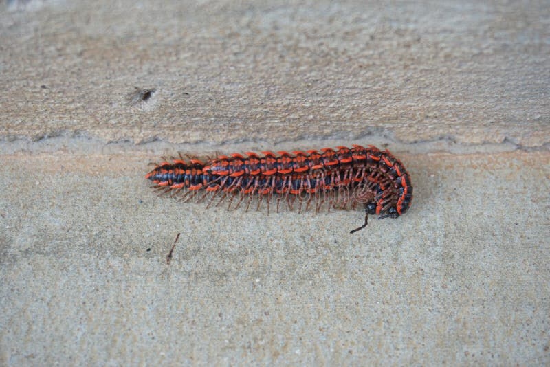 Red Centipedes insect stock image. Image of macro, asia - 105927561