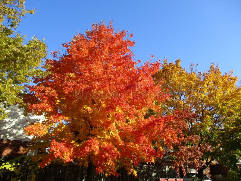Red in the Centre and in Front Stock Photo - Image of centre, produce ...