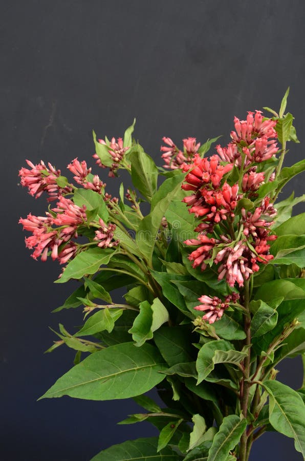 Red Cestrum Flower on Black Background Stock Image - Image of black ...