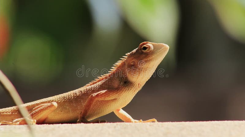 Red chameleon stock footage. Video of predator, beautiful - 255608276