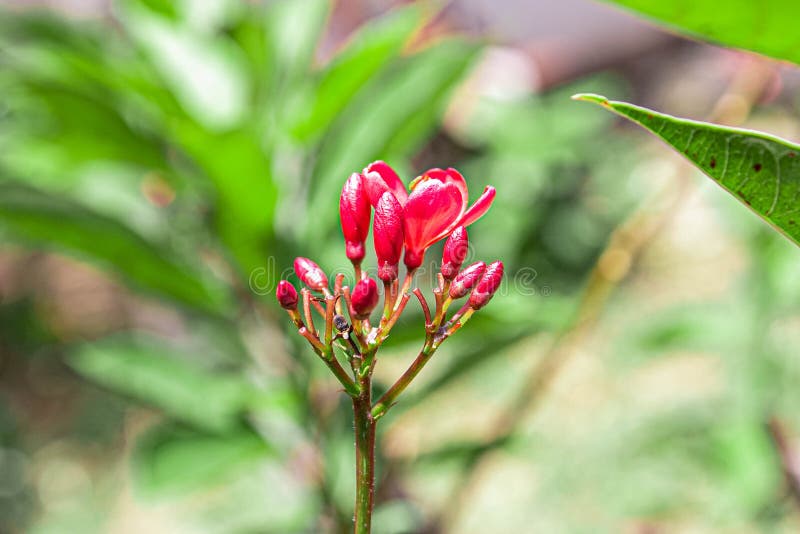 Red champa flower stock image. Image of miracle, land - 189521253