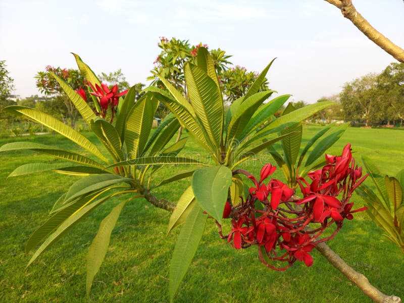 Red champa, stock image. Image of branch, deciduous - 252909343