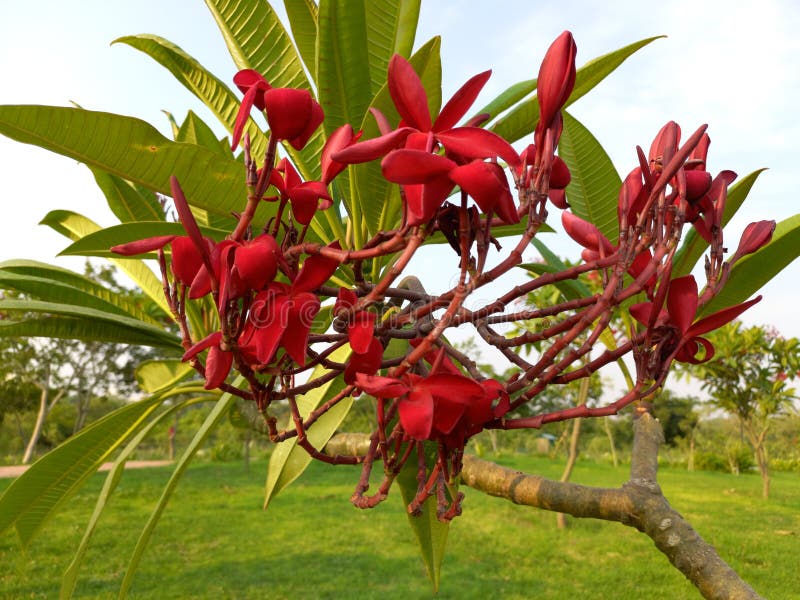 Red champa, stock photo. Image of central, champa, frangipani - 252909360