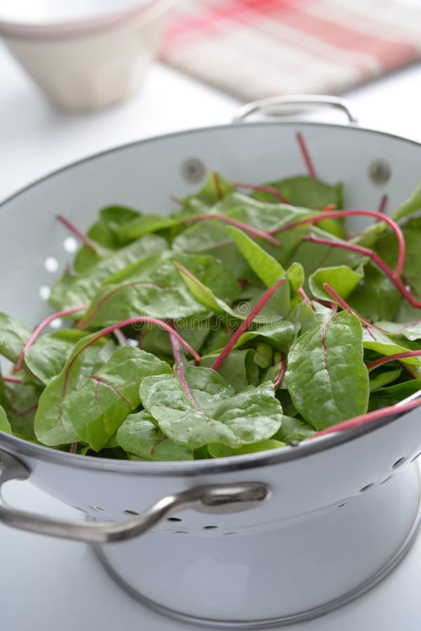 Red chard stock image. Image of stems, cooking, mangold - 27444353