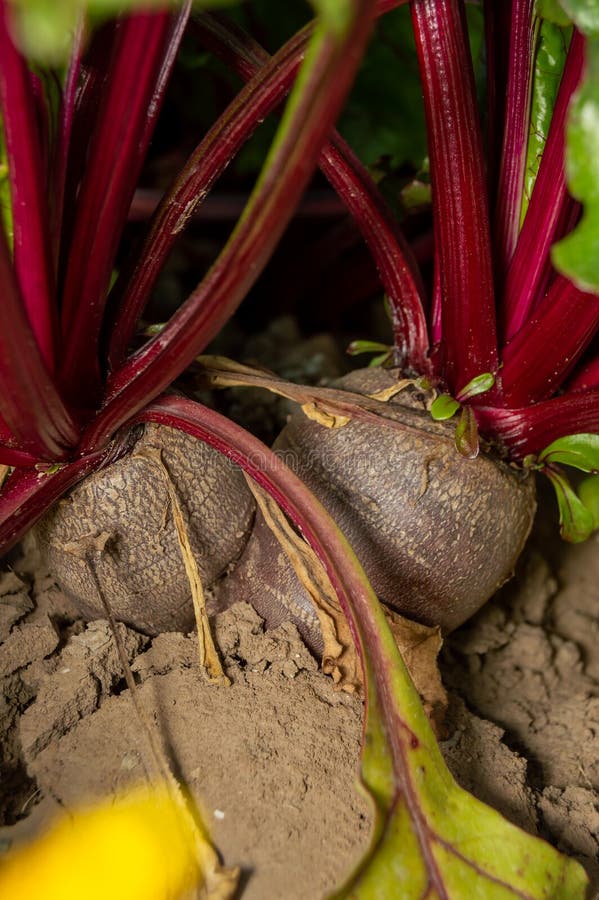 Bulkan Plant Stock Photos - Free & Royalty-Free Stock Photos from ...