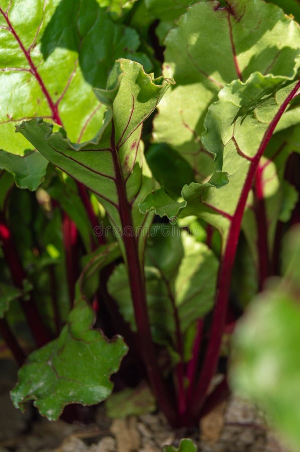 Bulkan Stock Photos - Free & Royalty-Free Stock Photos from Dreamstime