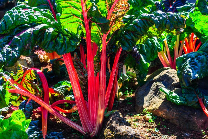 Red Chard Growing in a Garden Stock Photo - Image of closeup, purple ...