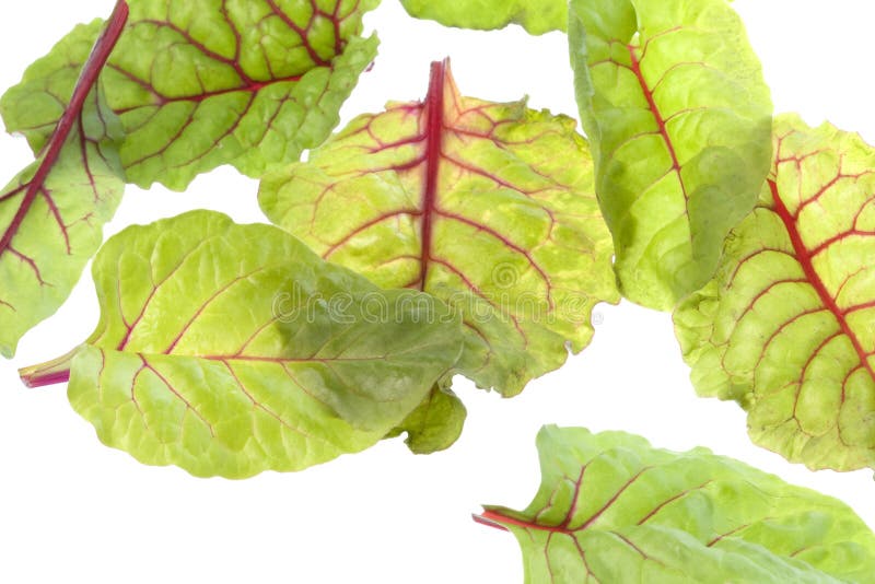 Red Chard Isolated stock image. Image of fresh, aroma - 6911699